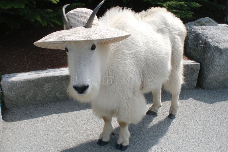 Goat Wearing Sun Hat Standing on Pavement in Sunny Outdoor Setting ...
