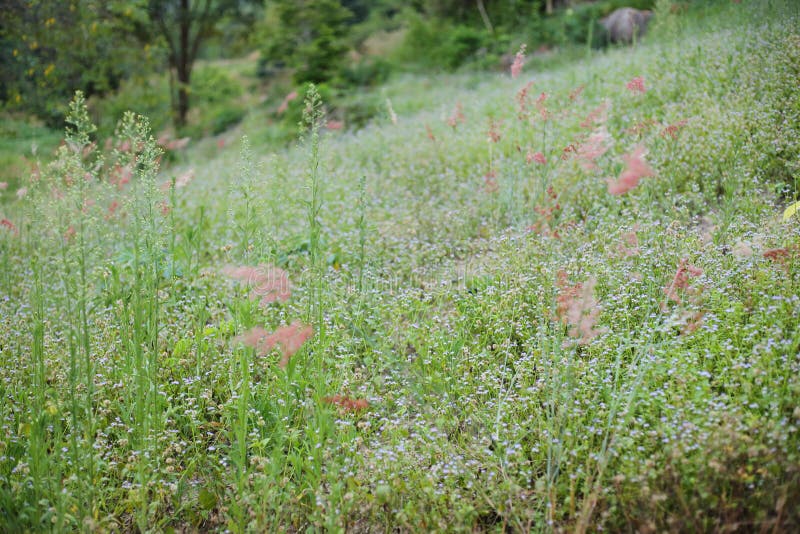 469 Goat Weed Photos - Free & Royalty-Free Stock Photos from Dreamstime