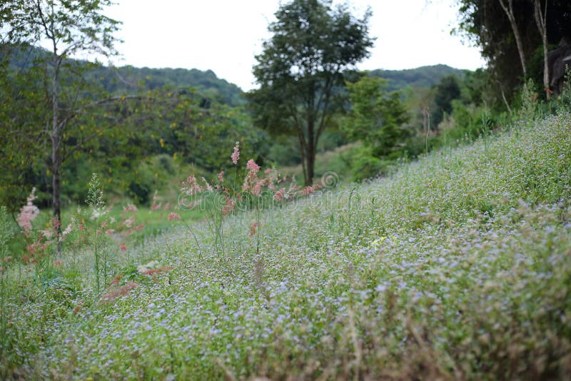 Goat weed flower stock image. Image of beautiful, floral - 71023699