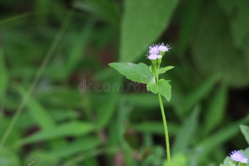 Goat Weed stock image. Image of prairie, wildflower - 250857197