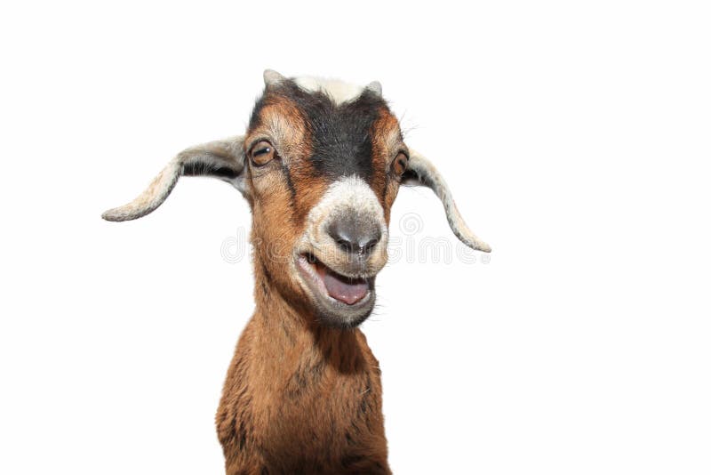 Cute brown goat s grin stock photo. Image of laughing - 14452096