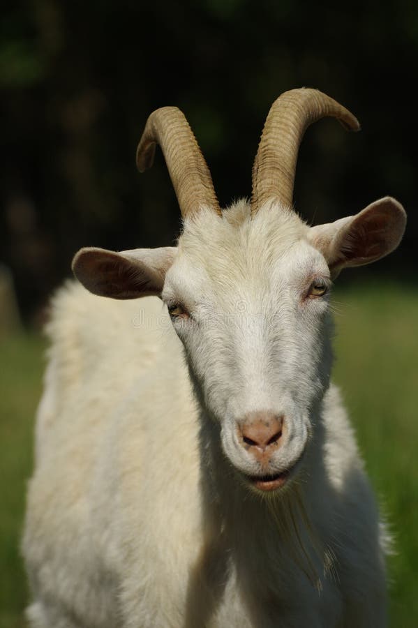 Goat white 2 stock image. Image of rural, countryside - 42546919