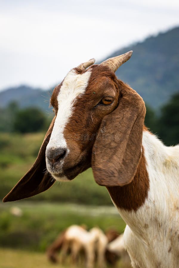 A Goat with a White Face and Brown Ears Stands in a Field Stock Photo ...