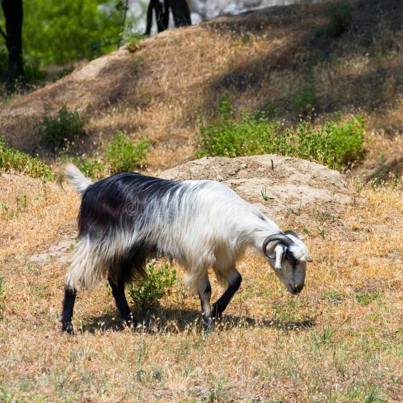 Goat in the Wildness Valley Stock Image - Image of clear, brown: 31184733