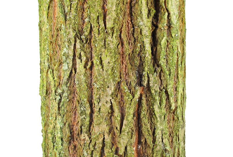 1,251 Goat Willow Salix Caprea Stock Photos - Free & Royalty-Free Stock ...