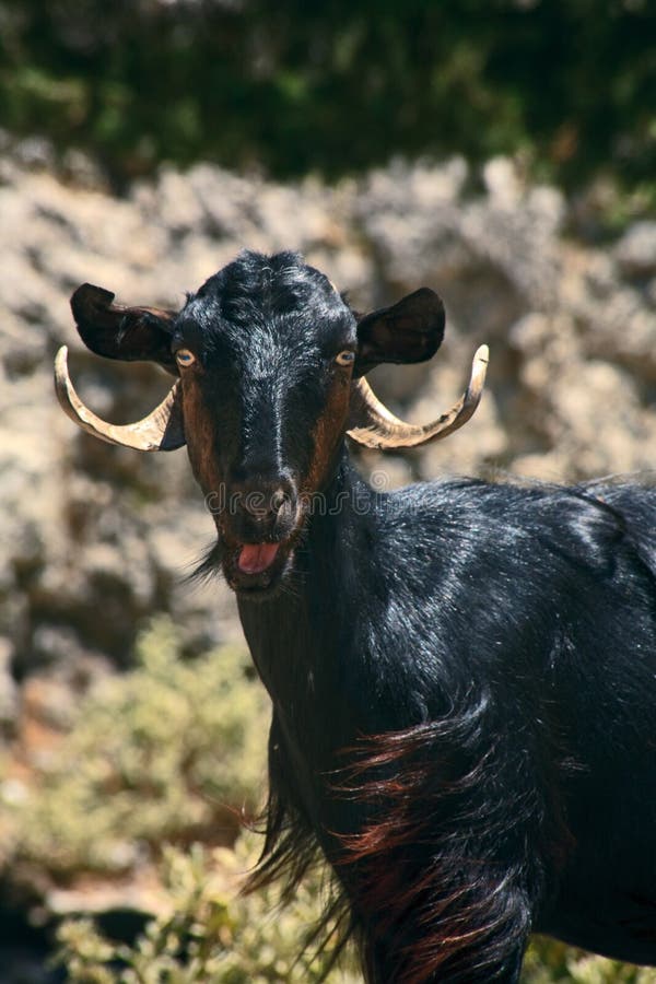 Goat in the Wind in the Cleft of Imbros, Crete Stock Photo - Image of ...