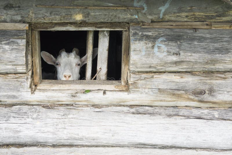 Goat at the window stock photo. Image of architecture - 173498656