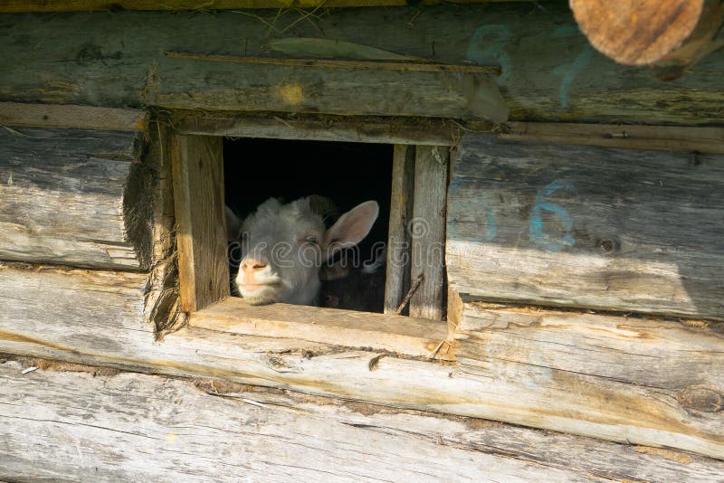 115 Goat Looking Window Stock Photos - Free & Royalty-Free Stock Photos ...