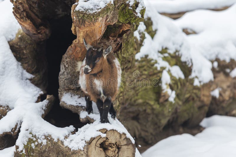 Goat in winter stock photo. Image of nature, forest - 178809888
