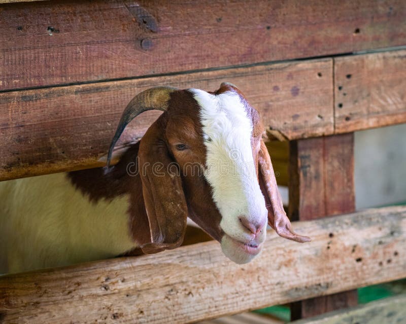 Goat in the wooden barn stock photo. Image of young - 341698028