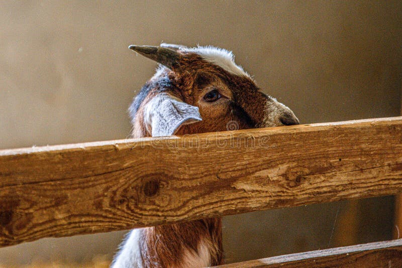 Goat in the Wooden Barn of a Farm Stock Image - Image of environment ...