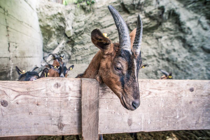 Goat in the Wooden Barn of a Farm Stock Image - Image of farm, sunny ...