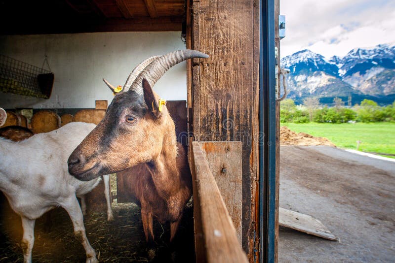 Goat in the Wooden Barn of a Farm Stock Image - Image of dmestic ...