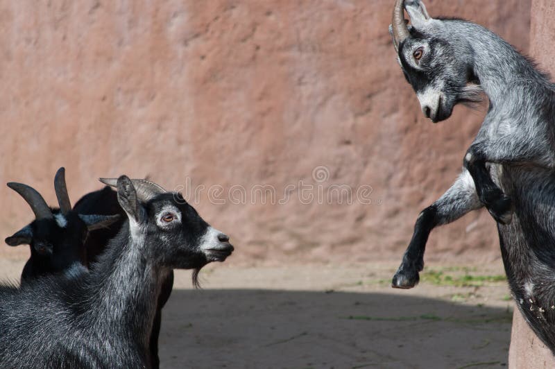 Goatfight stock image. Image of situation, fight, animal - 85549339