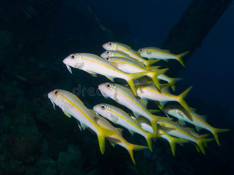 Pez De Cabra Amarillo Bajo El Agua Foto de archivo - Imagen de ...