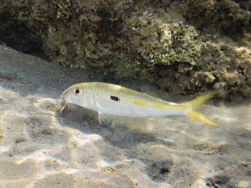 Goatfish in red sea stock image. Image of eating, aquarius - 10645733