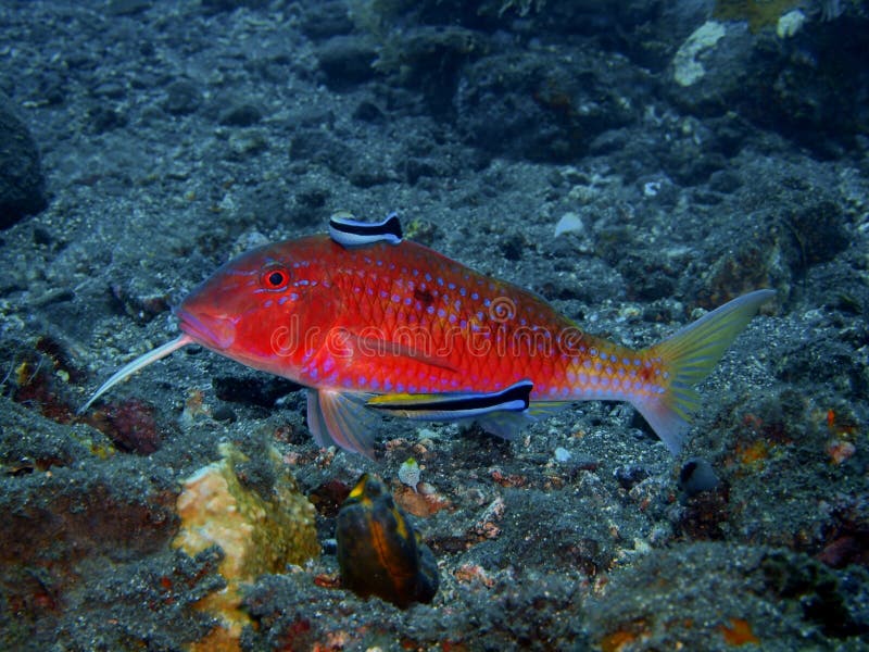 Goatfish stock image. Image of world, dive, underwater - 47979725
