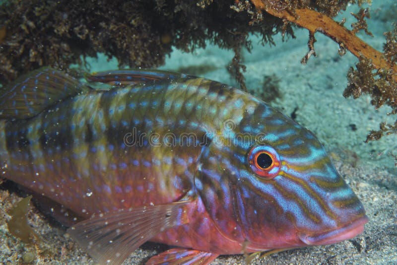Goatfish stock image. Image of coastal, bottom, colourful - 61382215