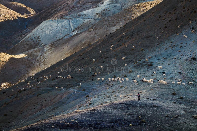 Goat Keeper with Herd in the Mountains Stock Photo - Image of goat ...