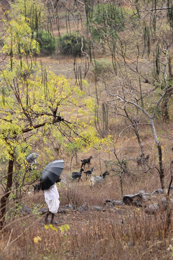 Goatkeeper Stock Photos - Free & Royalty-Free Stock Photos from Dreamstime