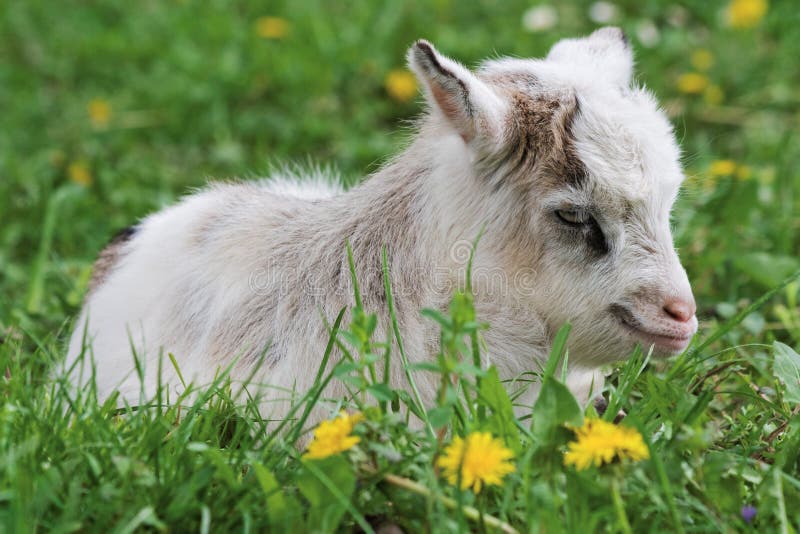 Goatling stock image. Image of shadow, young, spring - 22317651