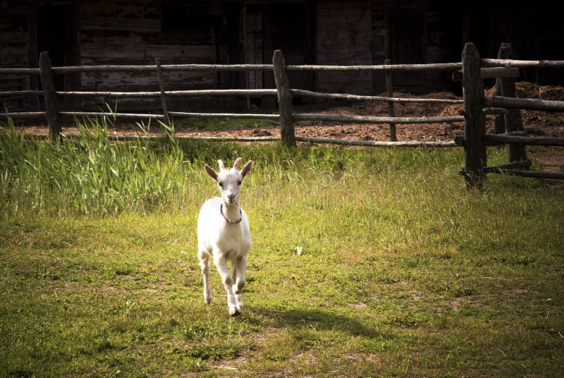 Goatling (Caprinae) stock image. Image of goatling, white - 73493555