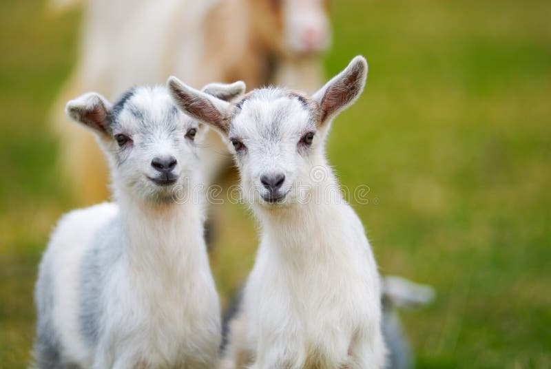 Baby goat stock image. Image of hand, daylight, white - 29834101