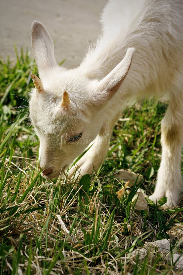 Goatling stock image. Image of animal, white, summer - 58356285