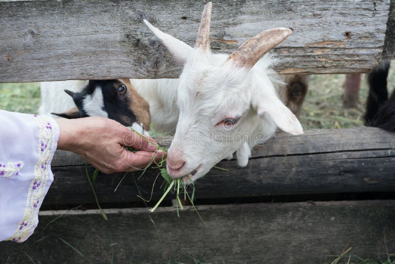 Goatling eating stock image. Image of domestic, fence - 44495977