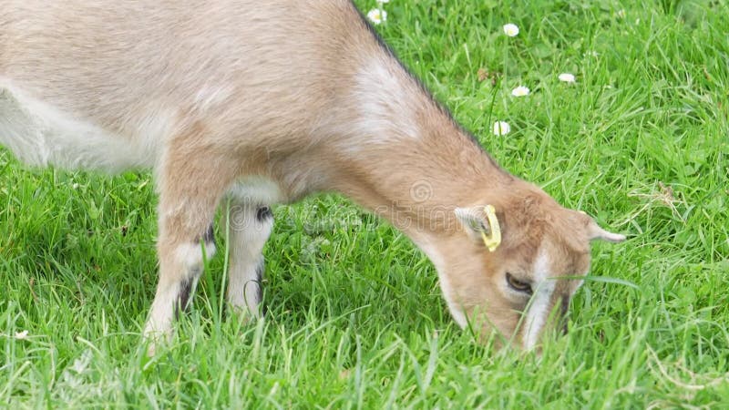 Goatling Eats Green Grass Grazing in a Meadow Stock Footage - Video of ...