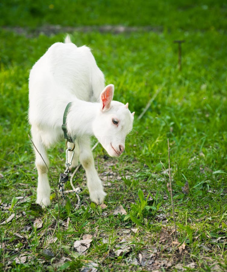 Goatling on grass stock photo. Image of baby, little - 92043808