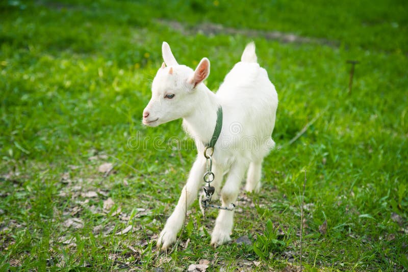 Goatling on grass stock photo. Image of outdoor, domestic - 92043850