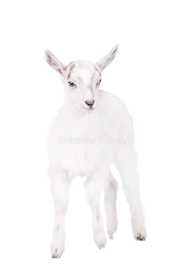 The Goatling Isolated on White Stock Image - Image of healthy, domestic ...