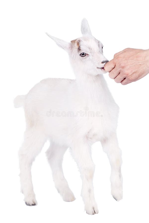 The Goatling Isolated on White Stock Image - Image of healthy, domestic ...