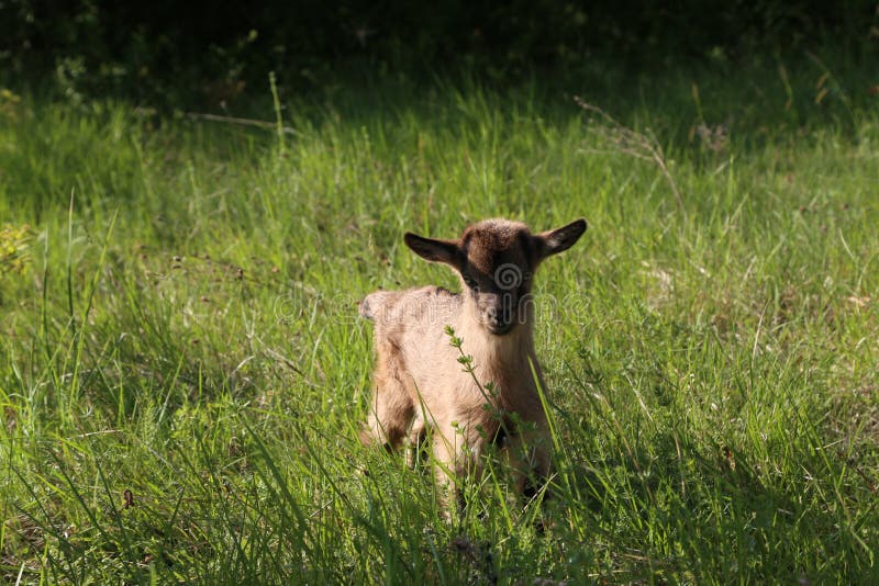 Goatling stock image. Image of curious, standing, goat - 92062167