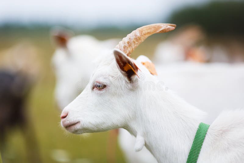 Goatling on the meadow stock image. Image of meadow, ears - 59667557