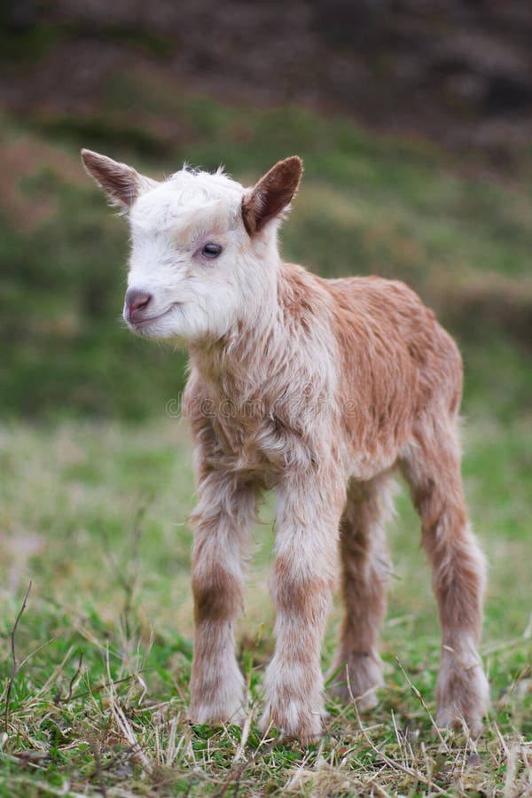 Goatling stock photo. Image of play, grass, beautiful - 87755290