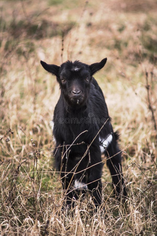 Goatling stock photo. Image of beautiful, playing, herd - 87755556