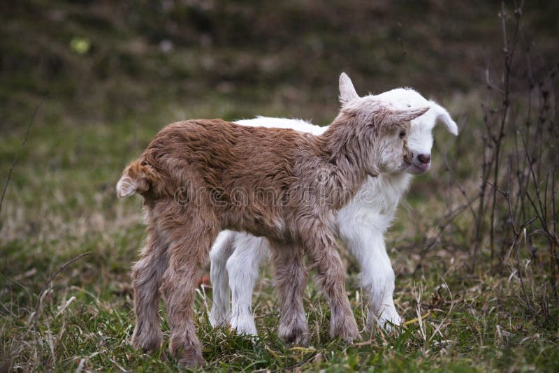 Goatling stock image. Image of goats, goat, rural, animal - 87789981