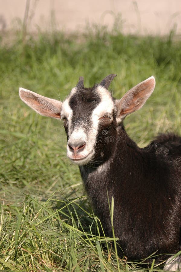 Goatling Portrait Vertical Picture. Image: 7988471
