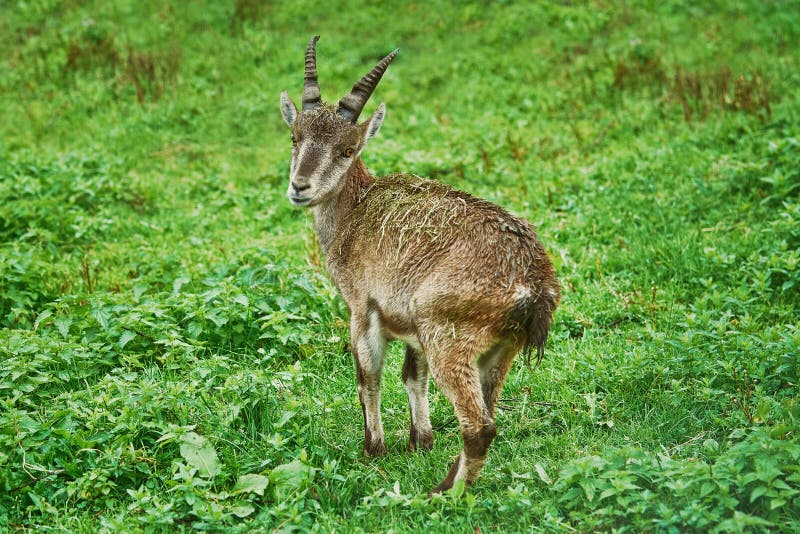 Goatling in the Grass stock image. Image of cleft, land - 102231559