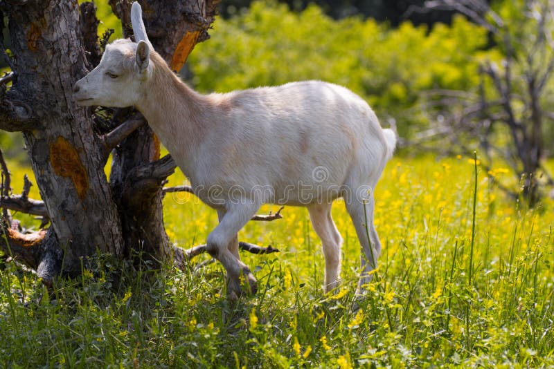 Goatling stock image. Image of nature, beasts, meadow - 48210033