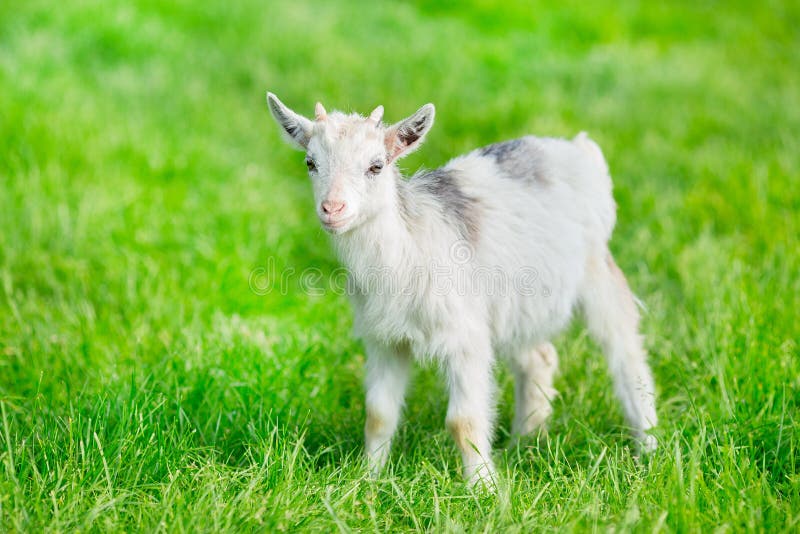 Goatling stands on meadow stock photo. Image of grass - 93782718