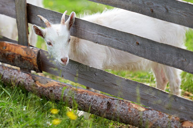 Goat Stuck Her Head Through The Wooden Logs Fence Paddock Stock Image ...