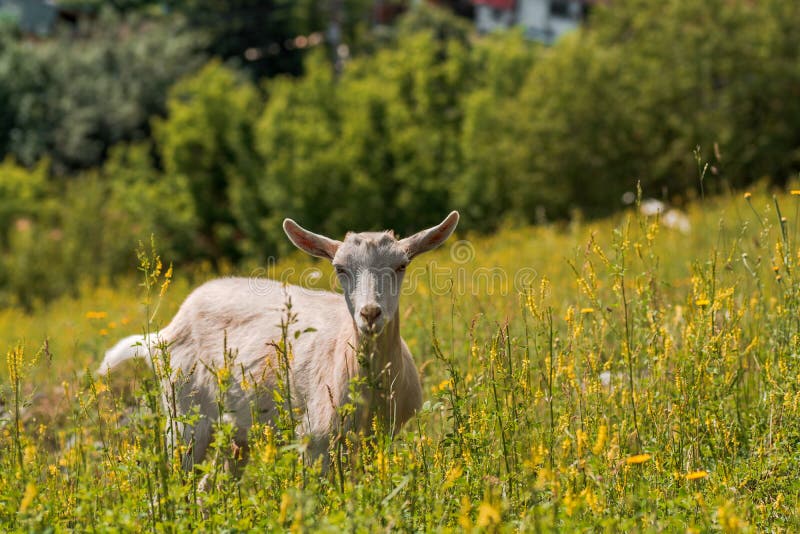 Goatling stock photo. Image of white, yellow, farm, goats - 48210026