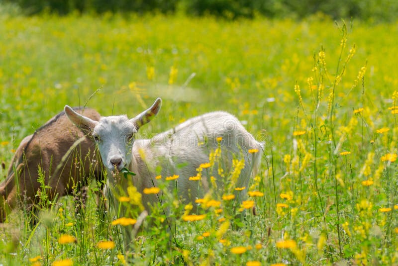 Goatling stock photo. Image of nature, goats, goat, yellow - 48377532