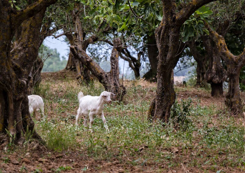 Goatling Walking Under Olive Trees Stock Photo - Image of kidling ...