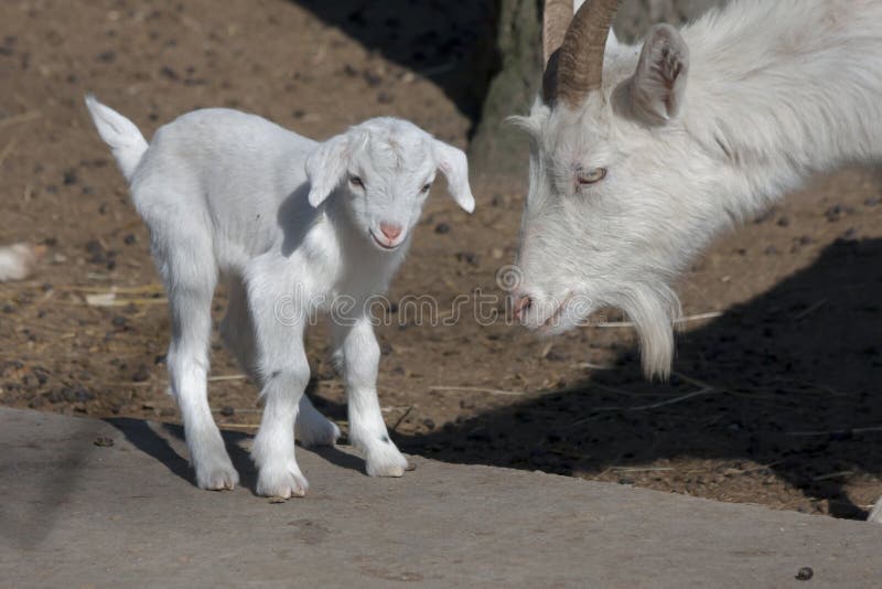 Goatling stock image. Image of white, ungulates, baby - 39990883