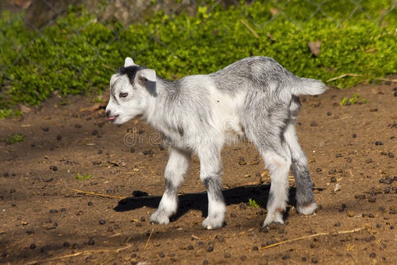 Goatling stock photo. Image of hircus, baby, goatling - 39990886