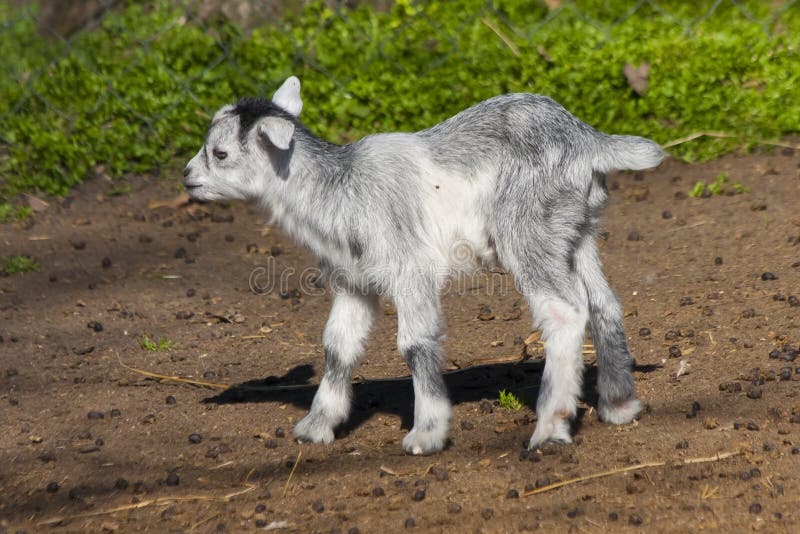Goatling stock image. Image of white, ungulates, baby - 39990883